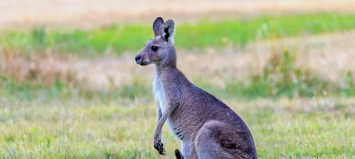 'Roo' the Day You're on the Spot