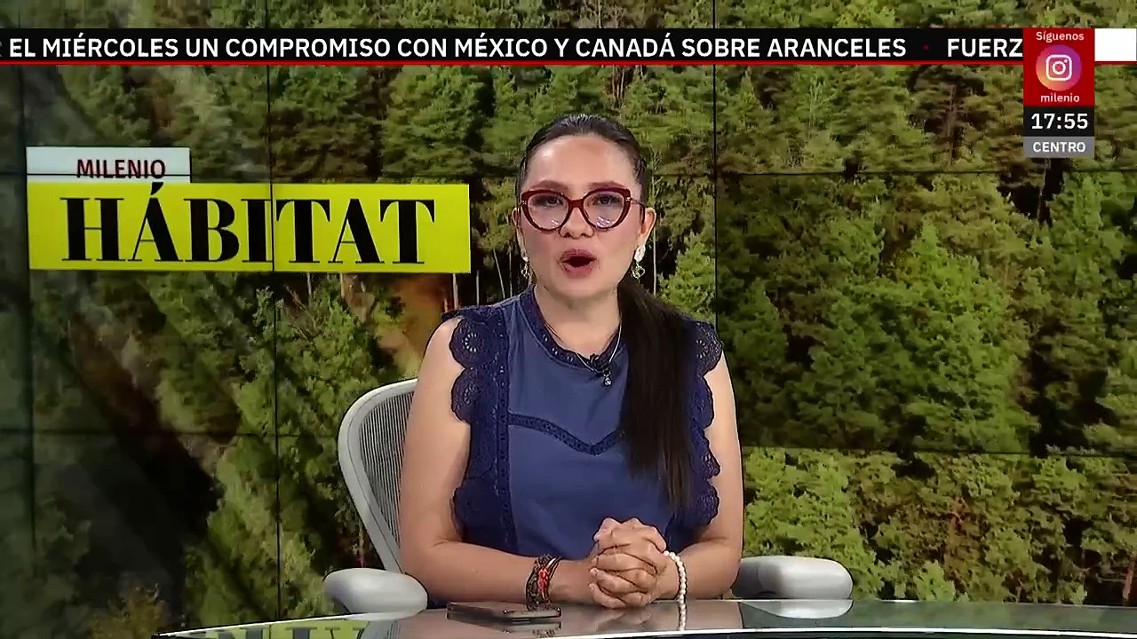 Reaparece el pachay de Galápagos, ave que se creía extinta desde hace ...