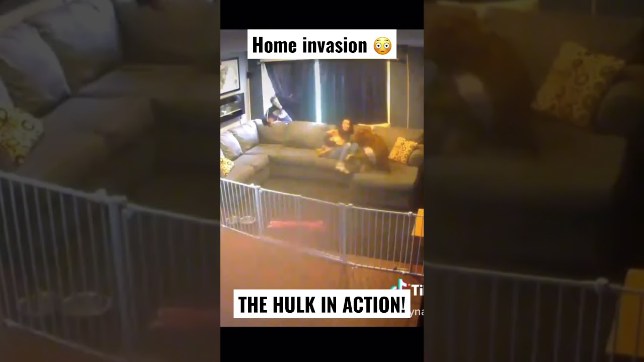 Pit bull shows intruder defense during a full training session