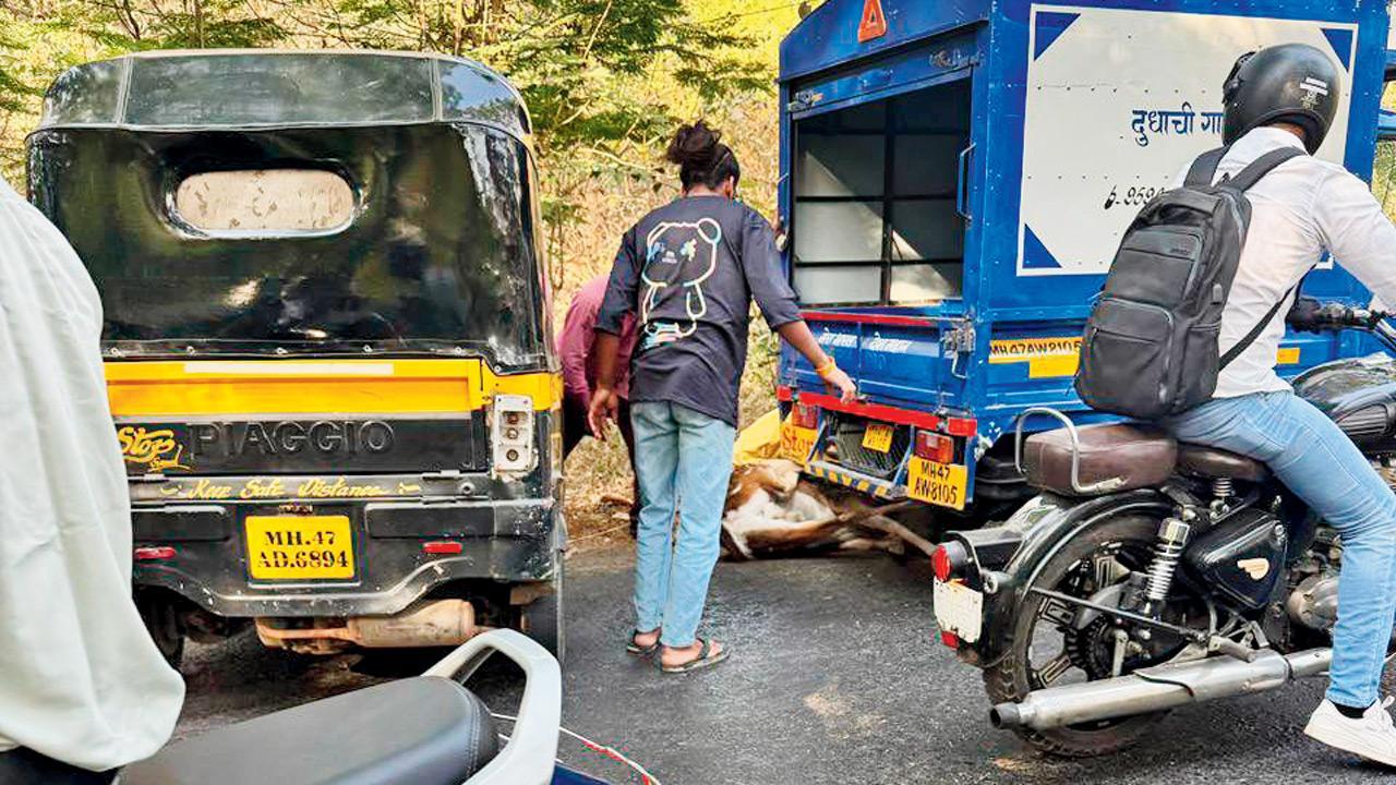 PWD works on Aarey roads as survey identifies 43 wildlife crossing points