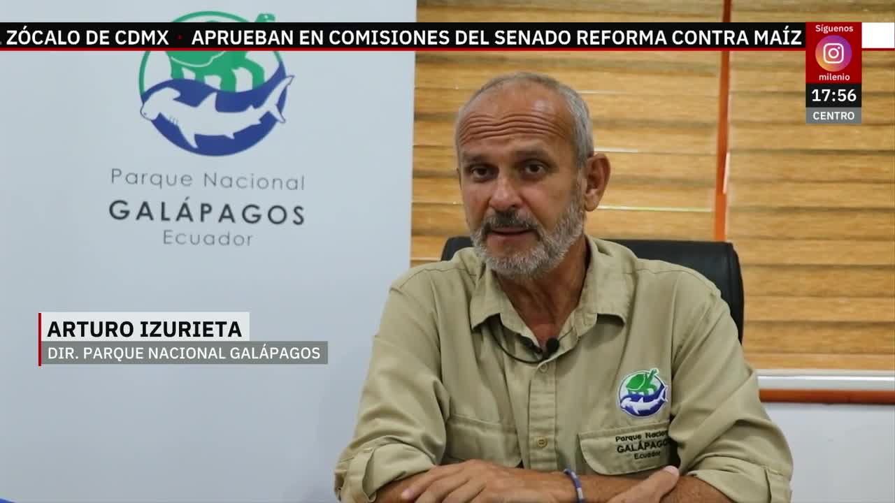Reaparece el pachay de Galápagos, ave que se creía extinta desde hace ...