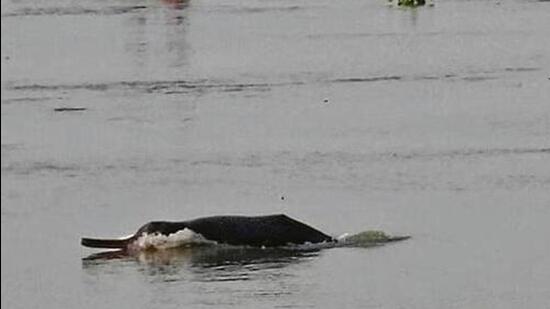 Gangetic dolphins need deep water; minimal disturbance: Project Dolphin ...