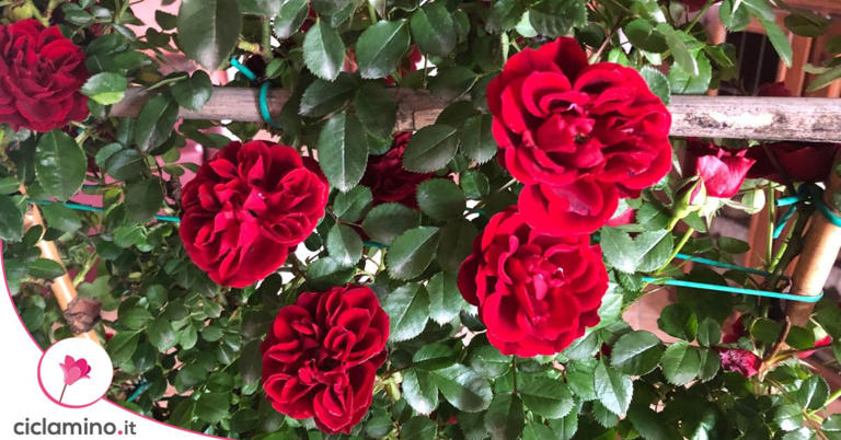 Come regalare una fioritura esplosiva alla tua pianta di rose ora secca