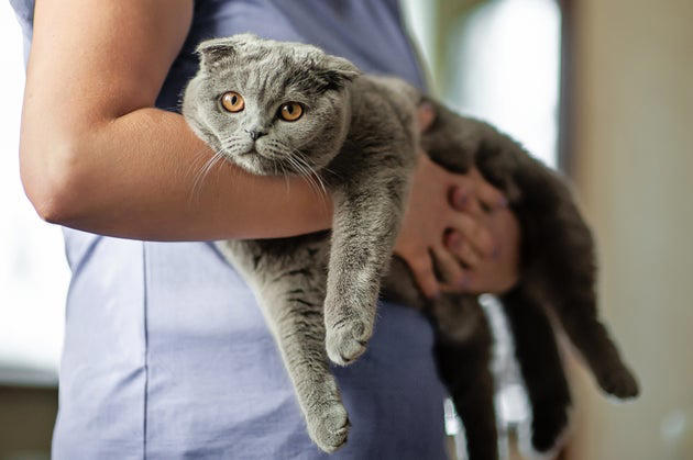 13 Subtle Changes Veterinarians Would Never Ignore In Their Cats
