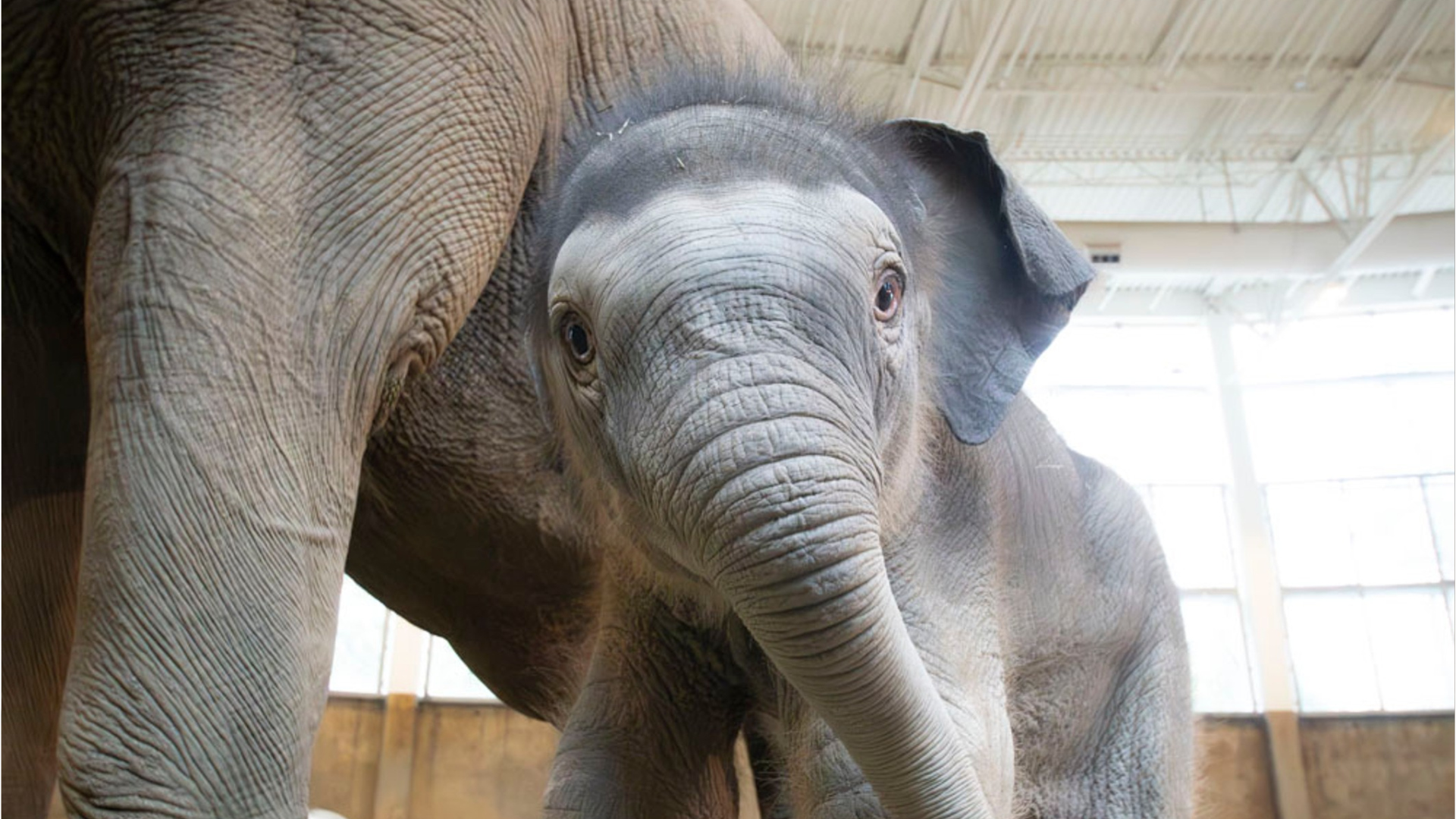 Tula-Tu, le plus mignon des bébés éléphants, fait ses débuts au zoo de ...