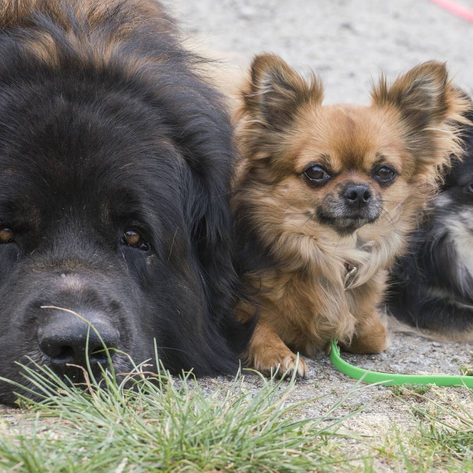 „Bark Date“ - das Speed-Dating für Hunde