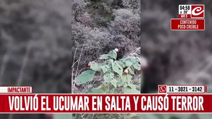 El Ucumar volvió a Salta y aterrorizó a los habitantes de una comunidad