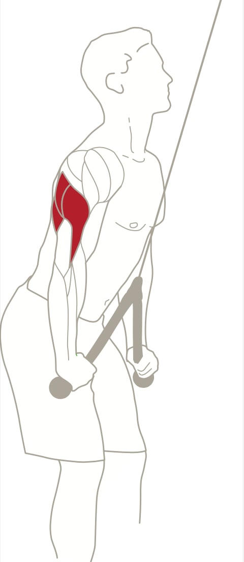 Develop more defined arms with this dumbbell triceps workout Develop more defined arms with this dumbbell triceps workout