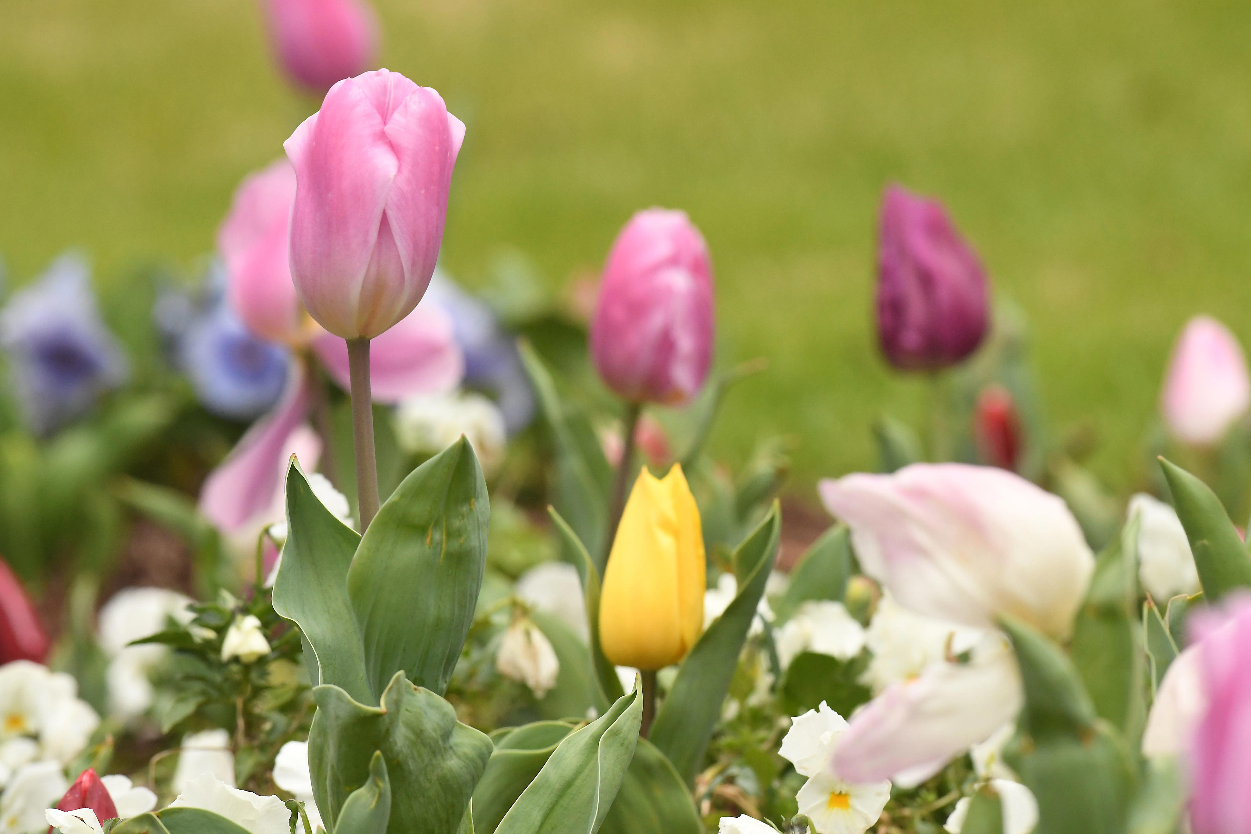 Is March 20 always the first day of spring? What to know first 2025 equinox