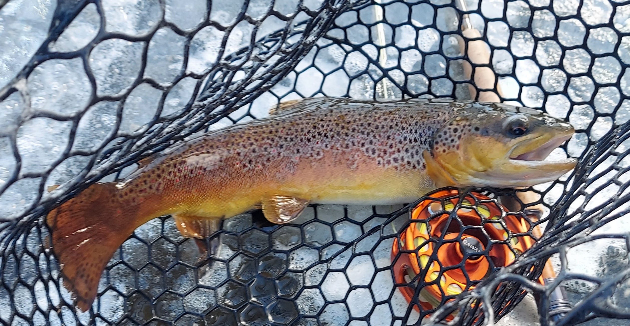 Anglers can find wild trout in more than 3,200 miles of Pennsylvania ...