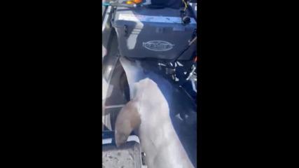 900-pound dolphin crash lands in New Zealand fishermen's boat
