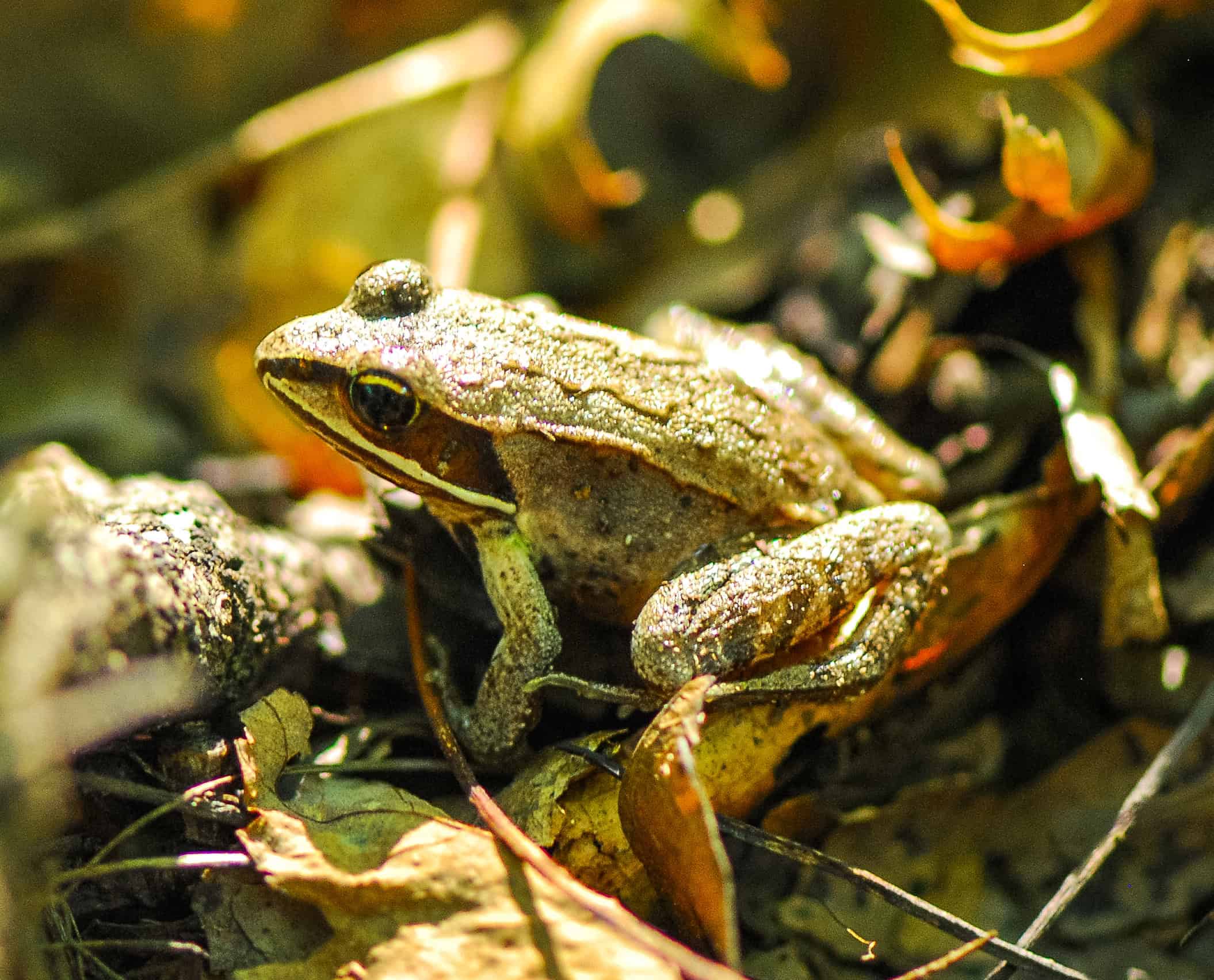 Why Some Frogs Glow in the Dark and What It Means
