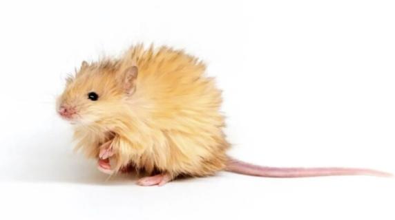 Creati in laboratorio i primi topi con pelo di mammut