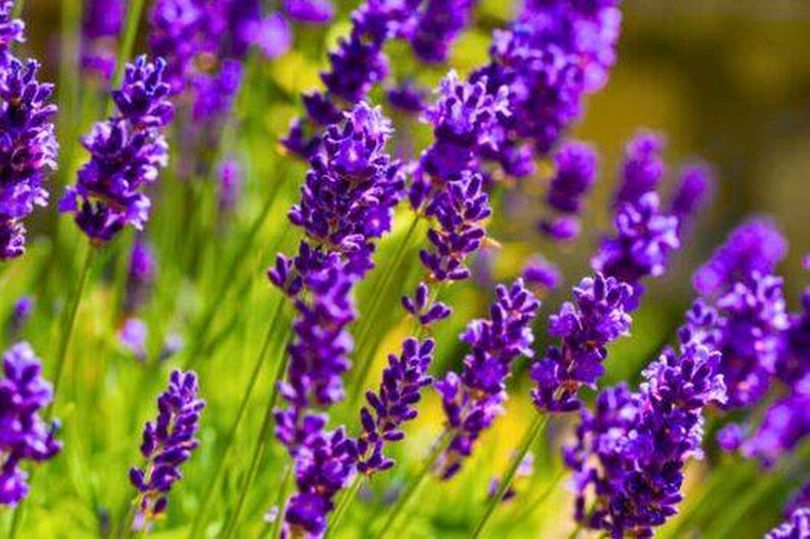 One ingredient that'll lead to 'bigger and healthier' lavender