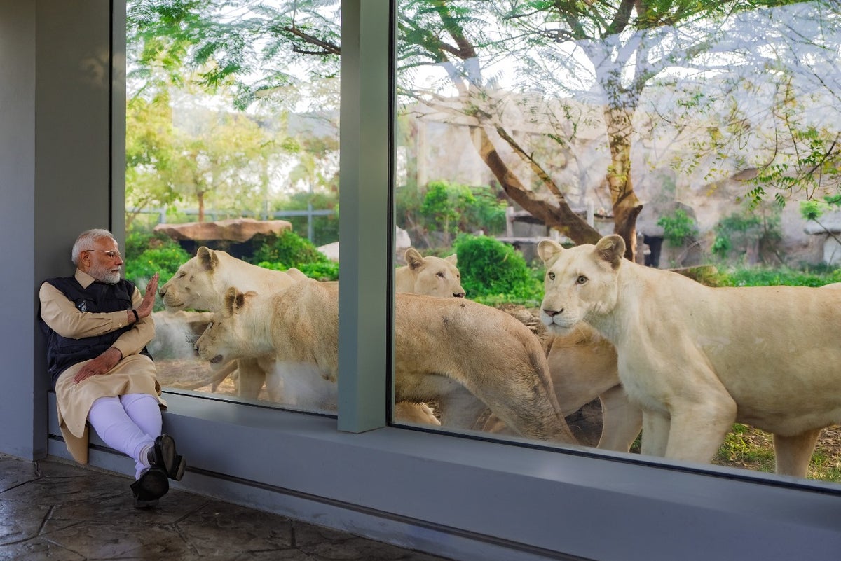Modi feeds lion cubs as he inaugurates controversial private zoo run by ...