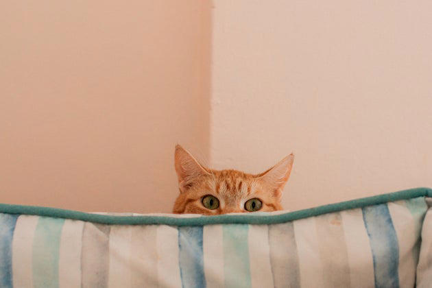 13 Subtle Changes Veterinarians Would Never Ignore In Their Cats