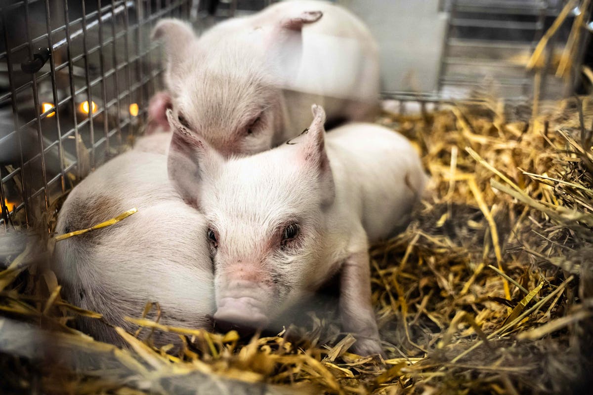 Künstler wollte die drei Ferkel öffentlich verhungern lassen