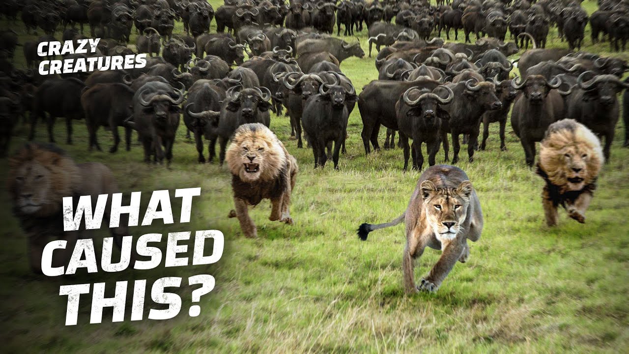 The Biggest Animal Stampede Ever Caught on Camera?