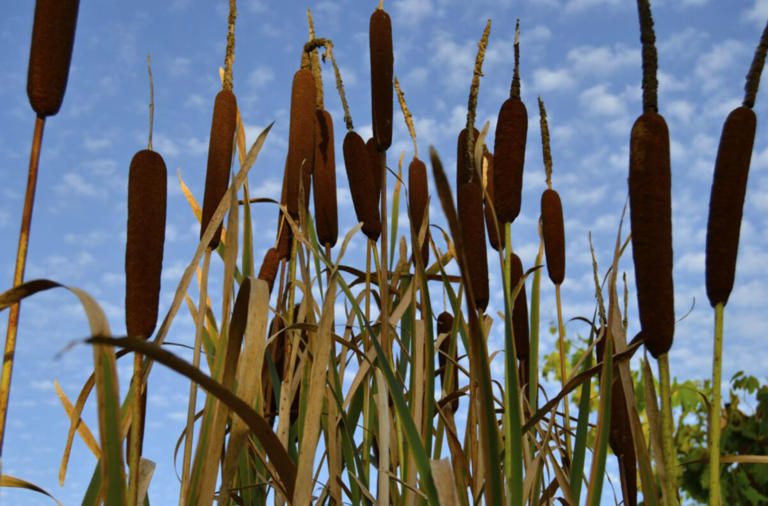 Lisdodde kan koe vervangen