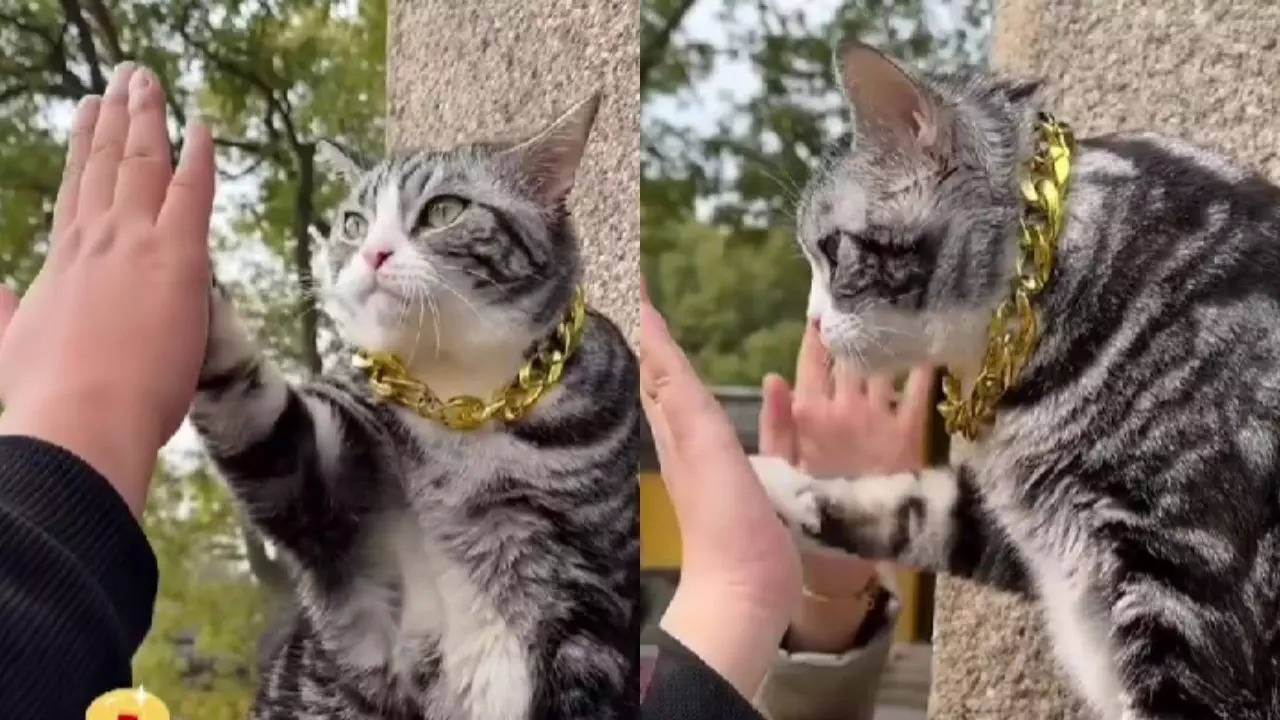 ‘Pawsitive Vibes Only!’: Chinese Temple cat ‘blesses’ visitors with ...