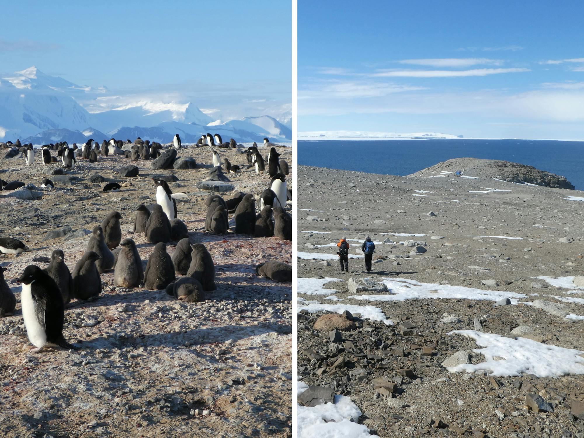 DNA detectives in Antarctica: probing 6,000 years of penguin poo for ...
