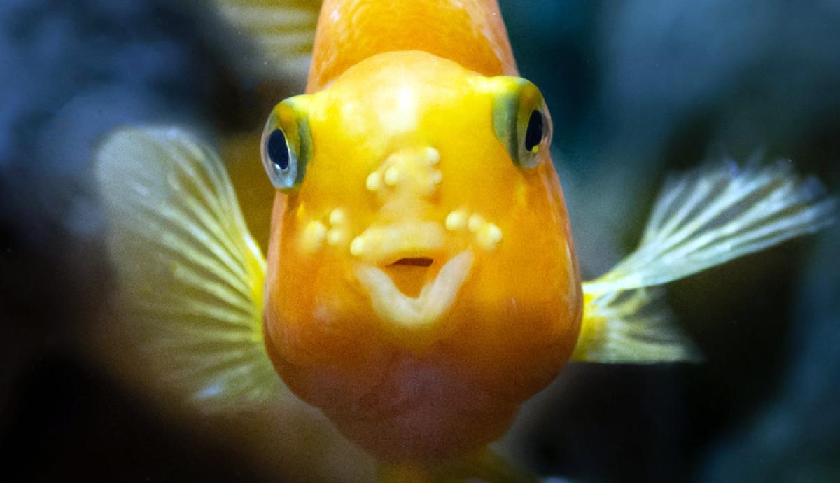 What is Saltwater Ich? How to Identify and Prevent it