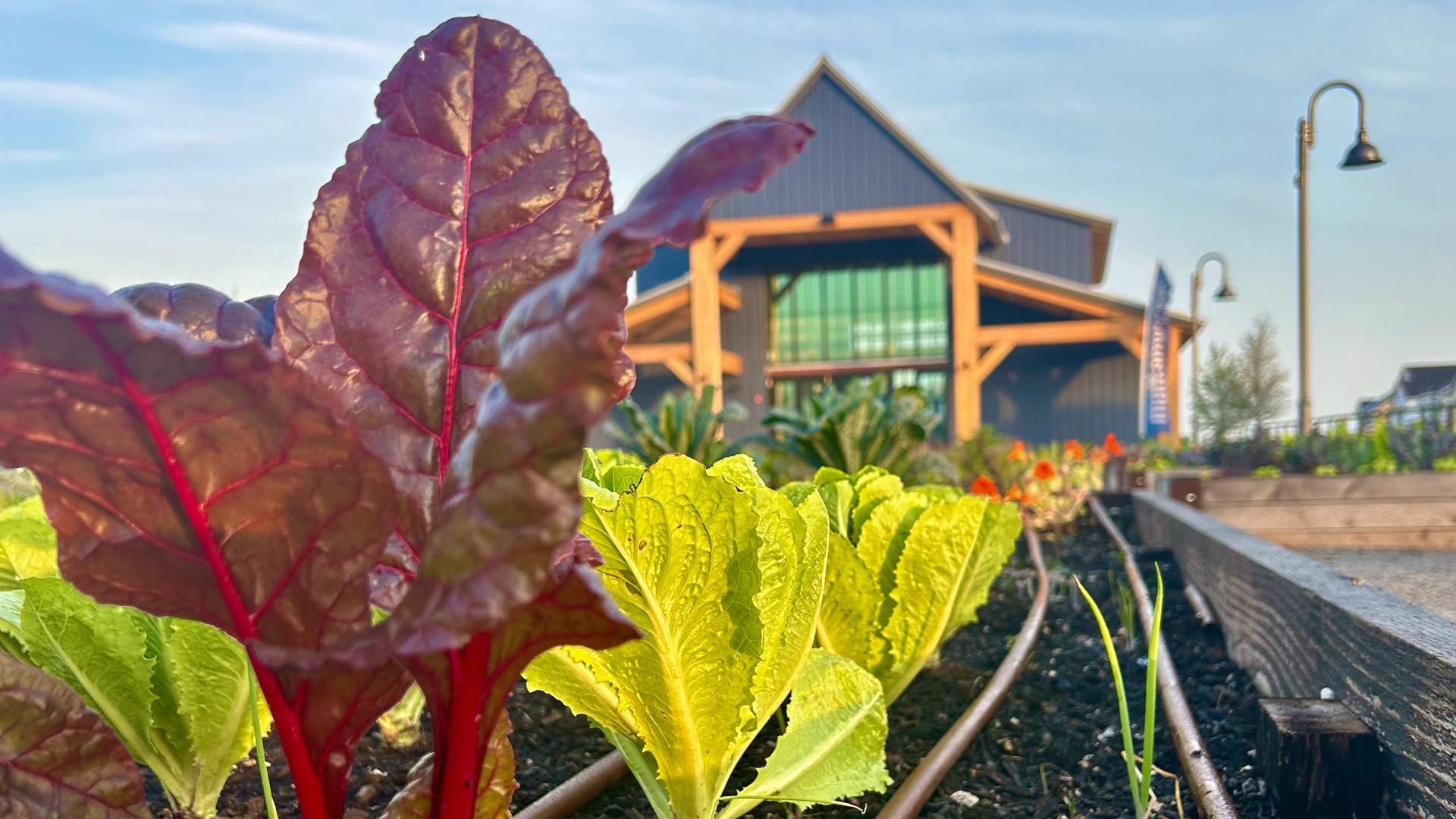 Citrus Grove Elementary students learn about harvesting at Newfield Farms