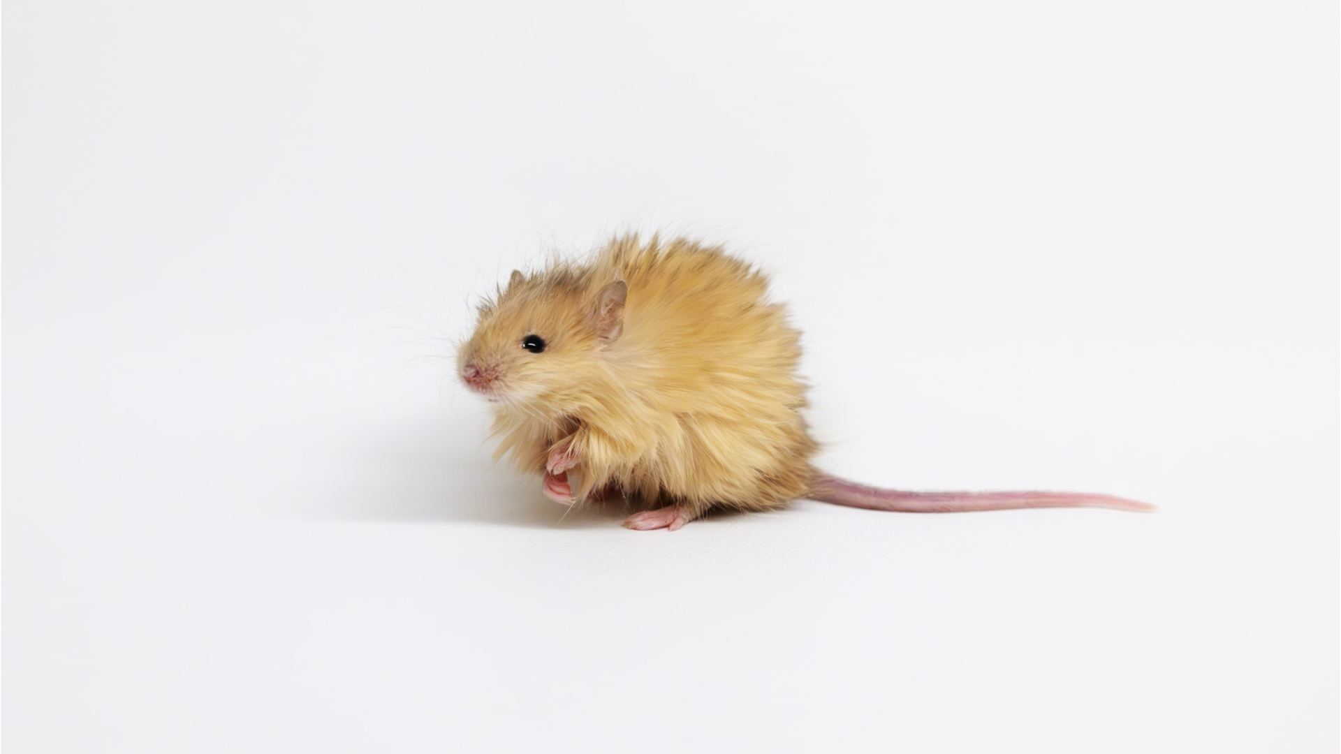 It's A Woolly Mouse-moth! Scientists Bringing Back Extinct Beast Create ...