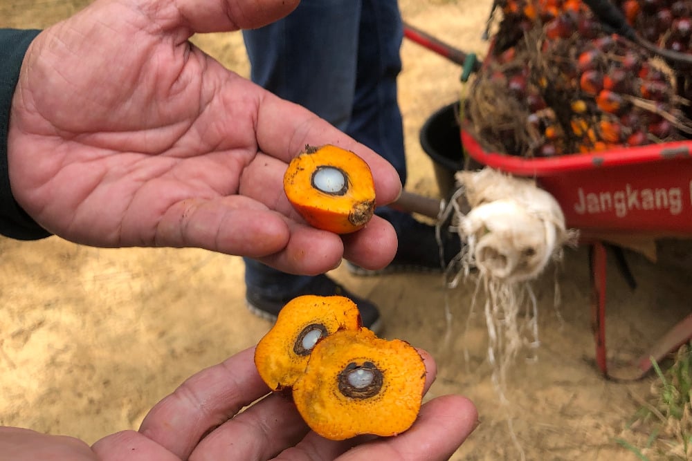 Awal Ramadan, Harga TBS Sawit Sumut Turun ke Rp3.609,94 per Kg