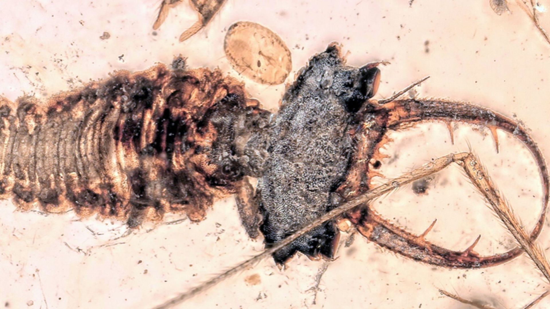Larvae eyes trapped in 100-million-year-old amber reveal high ...