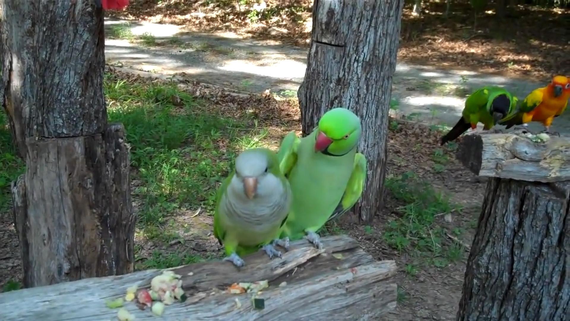 Stuff Birds Say Video Compilation