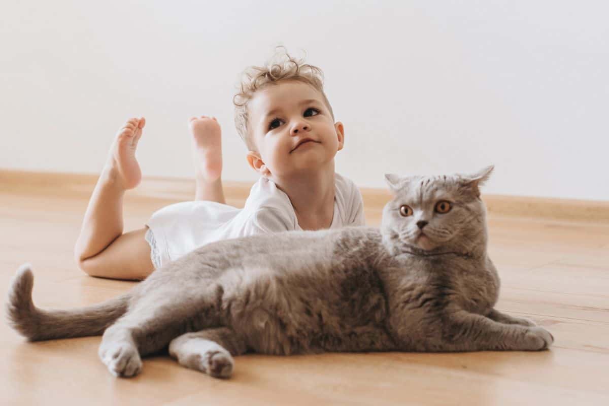 15 Human Foods Your Cat Can Safely Sneak Without Getting In Trouble