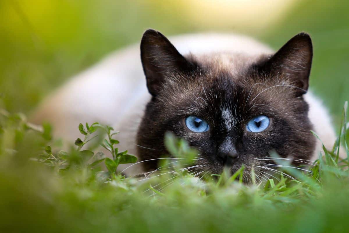 10 Most Beautiful Cat Breeds