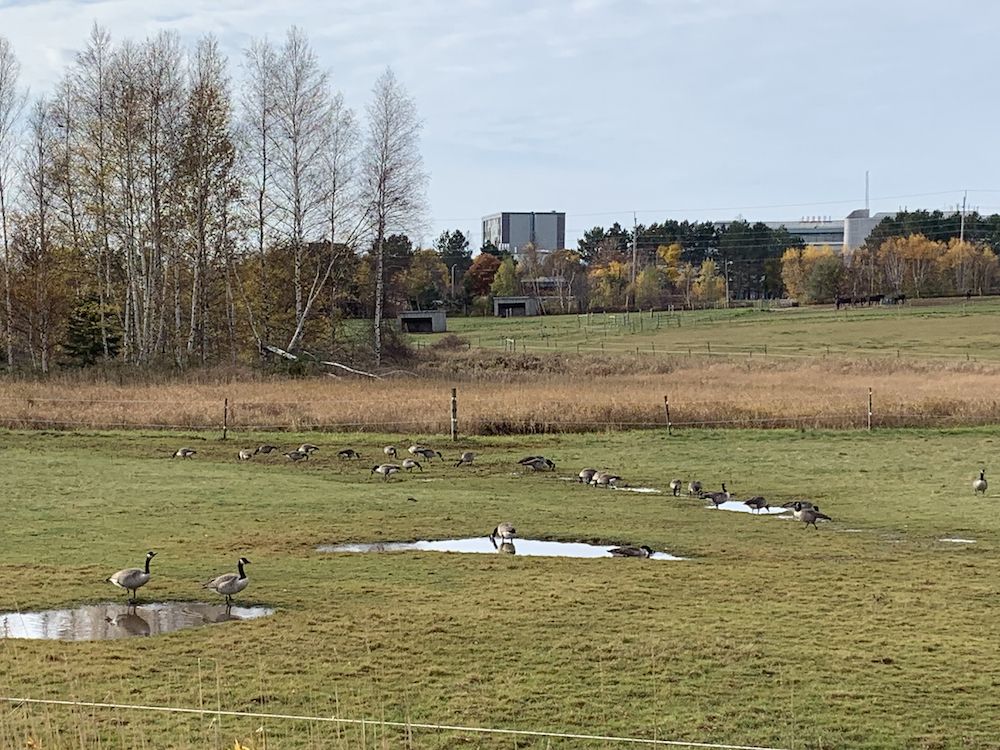 Avian flu suspected in dead geese found in Vernon Bridge, P.E.I.