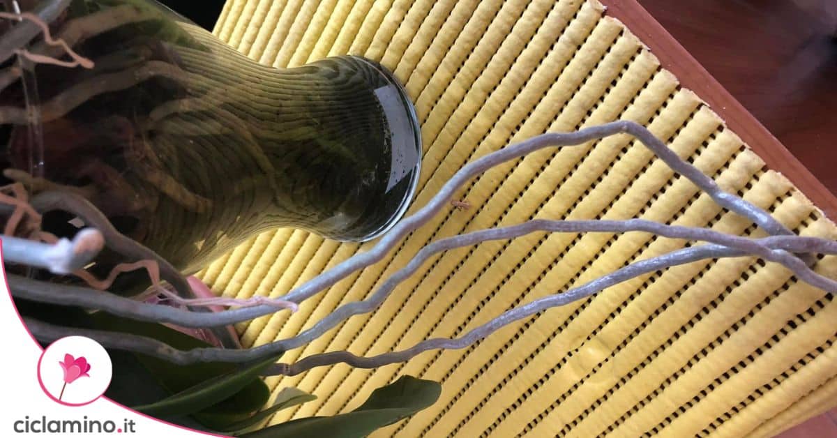 Quando le radici aeree dell’Orchidea sono lunghissime rendile ...