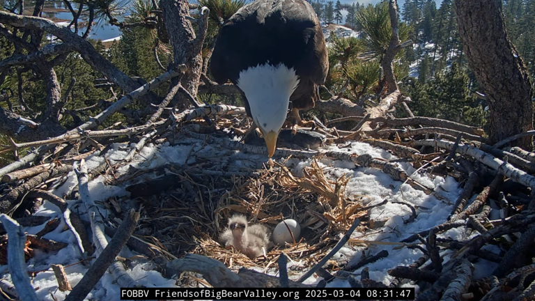 Internet-famous bald eagles welcome two chicks after years of trying