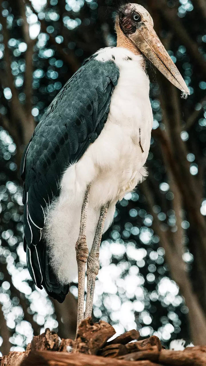 Powerful birds that prove nature can be truly terrifying