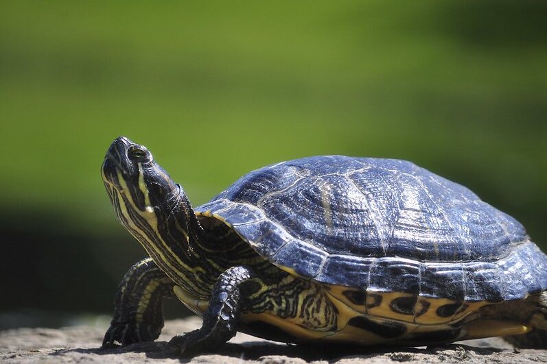 15 Animal Species That Survived the Dinosaur Extinction—And How ...