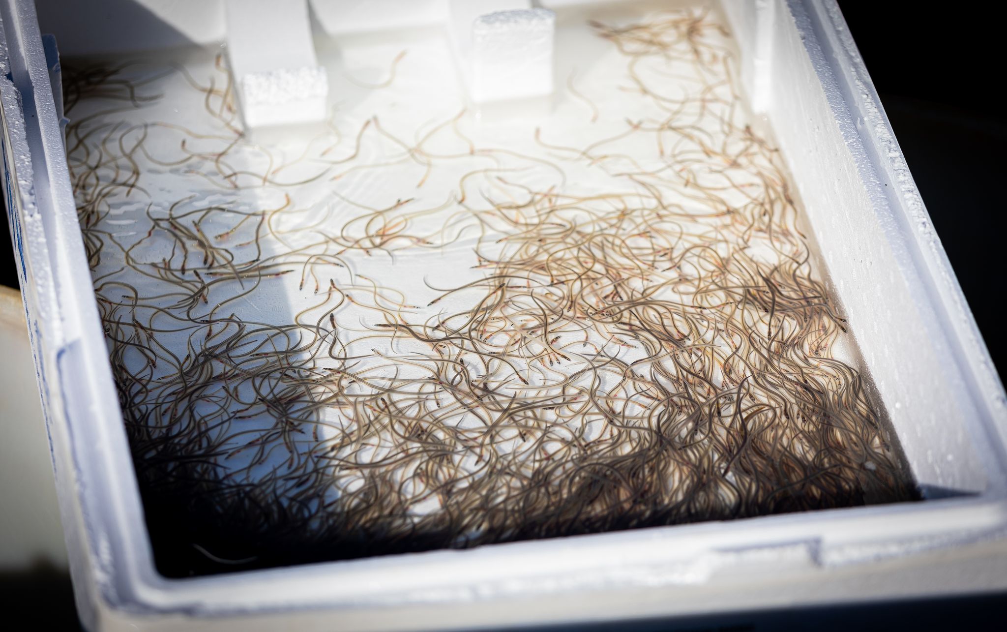 150.000 Glasaale im Steinhuder Meer ausgesetzt