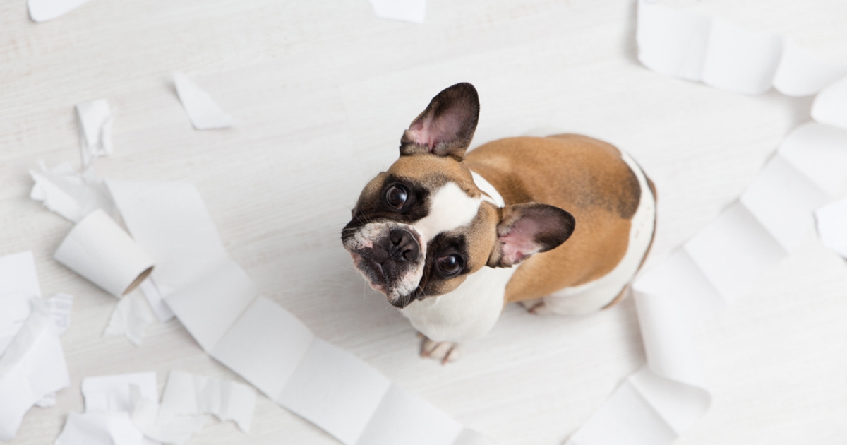 The Perfect Dog for Your Home: Here Are the 15 Best-Behaved Dog Breeds