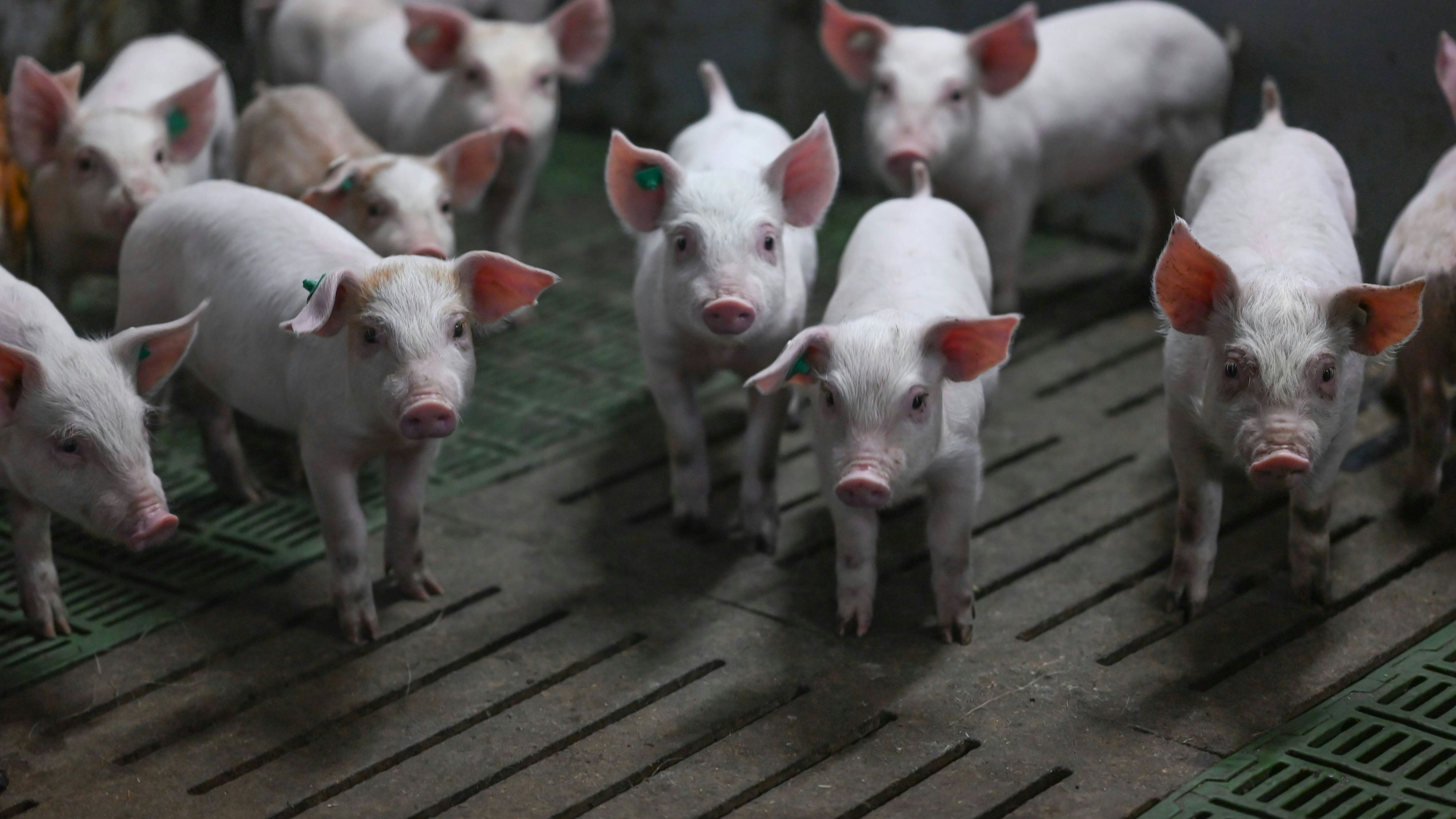 Künstler wollte Ferkel in Ausstellung verhungern lassen