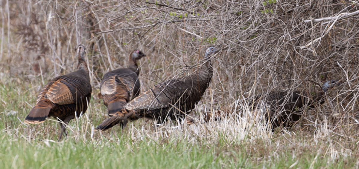 Spring turkey season underway
