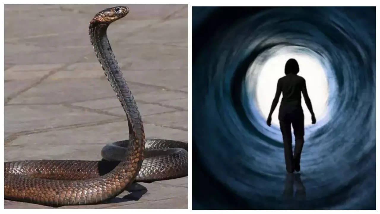 From seeing snakes to death: Common dreams and what they mean as per ...
