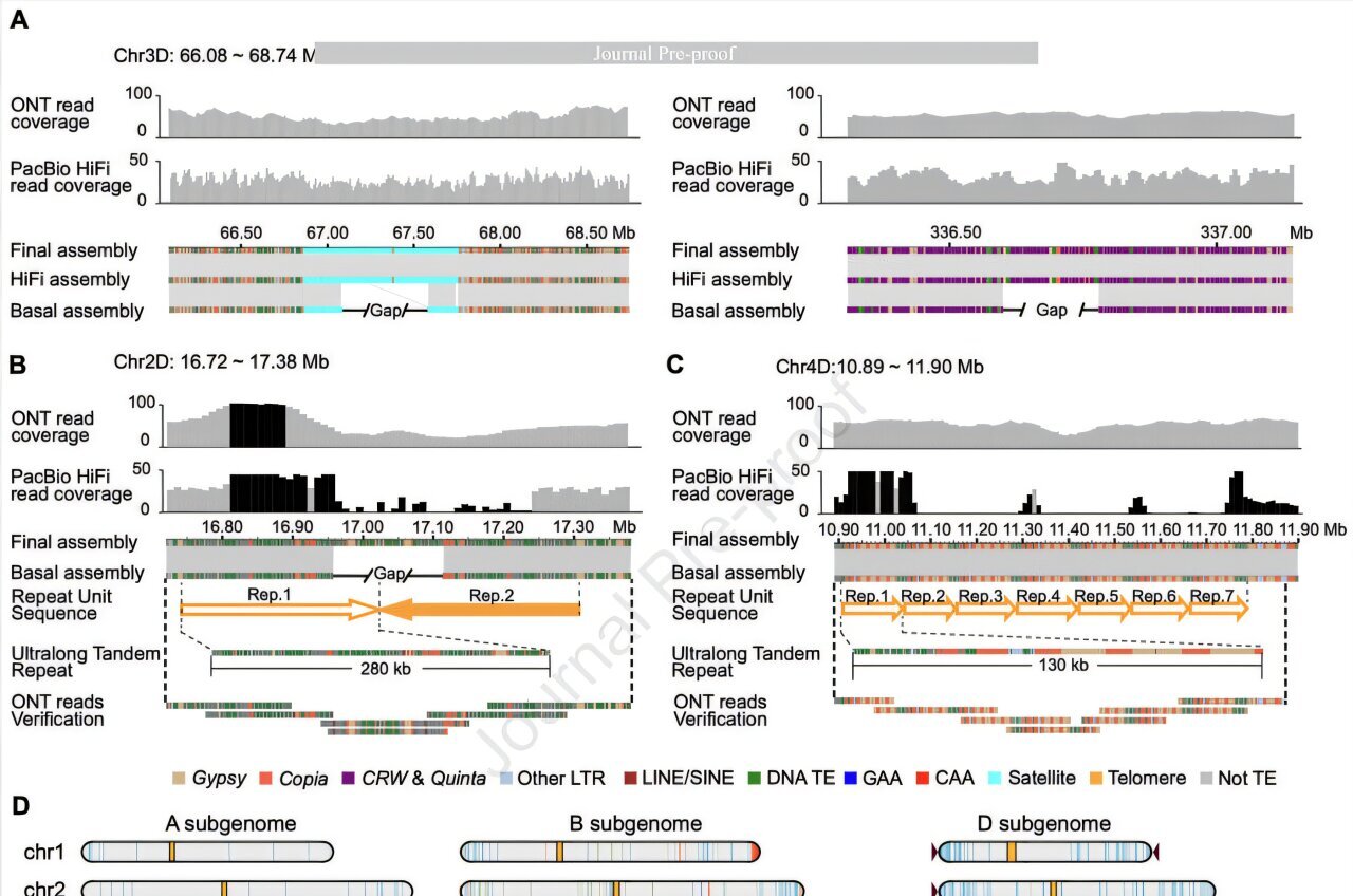 Near-complete genome assembly of Chinese spring opens the door for ...