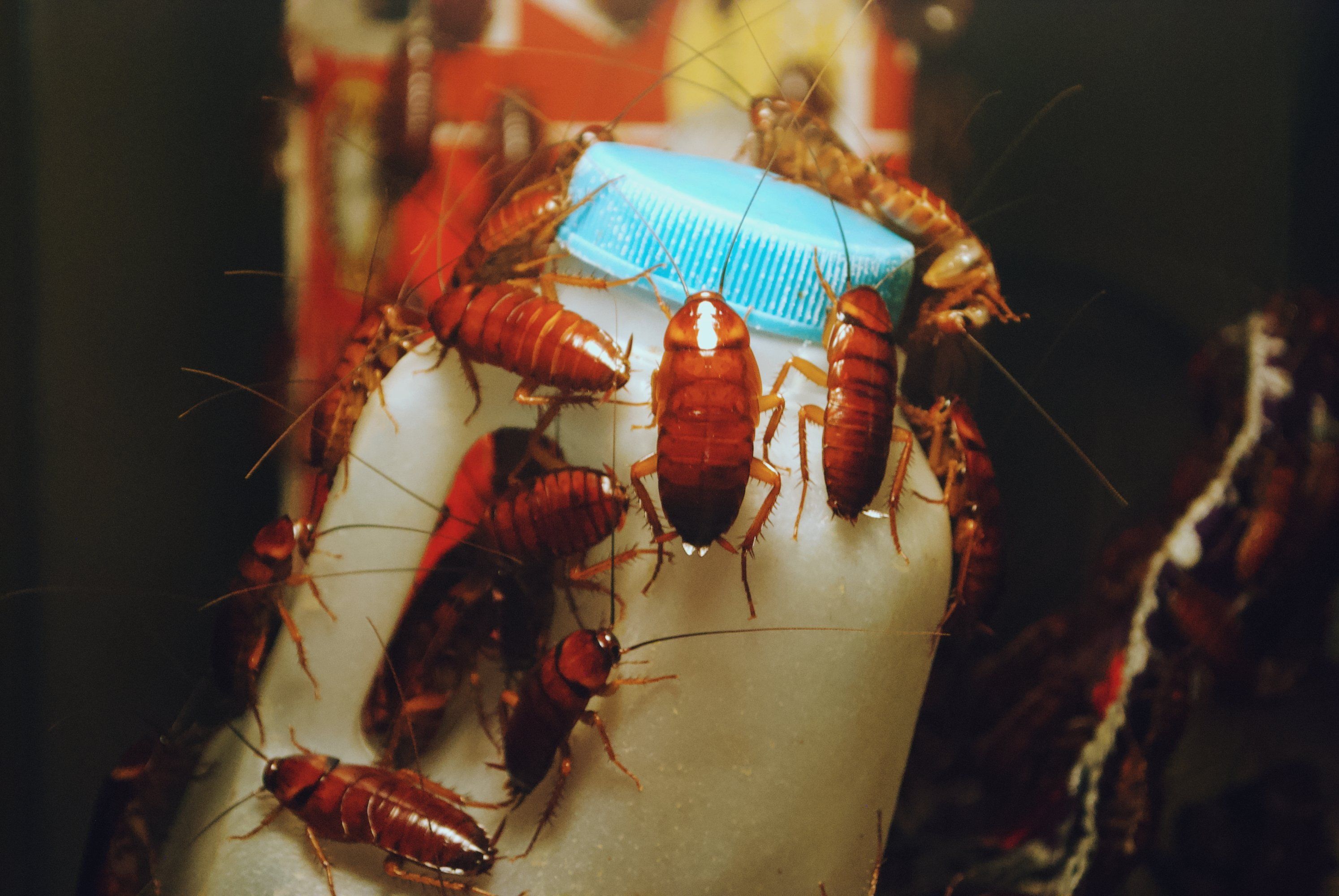 Is cockroach milk the next big superfood - and would you try it?