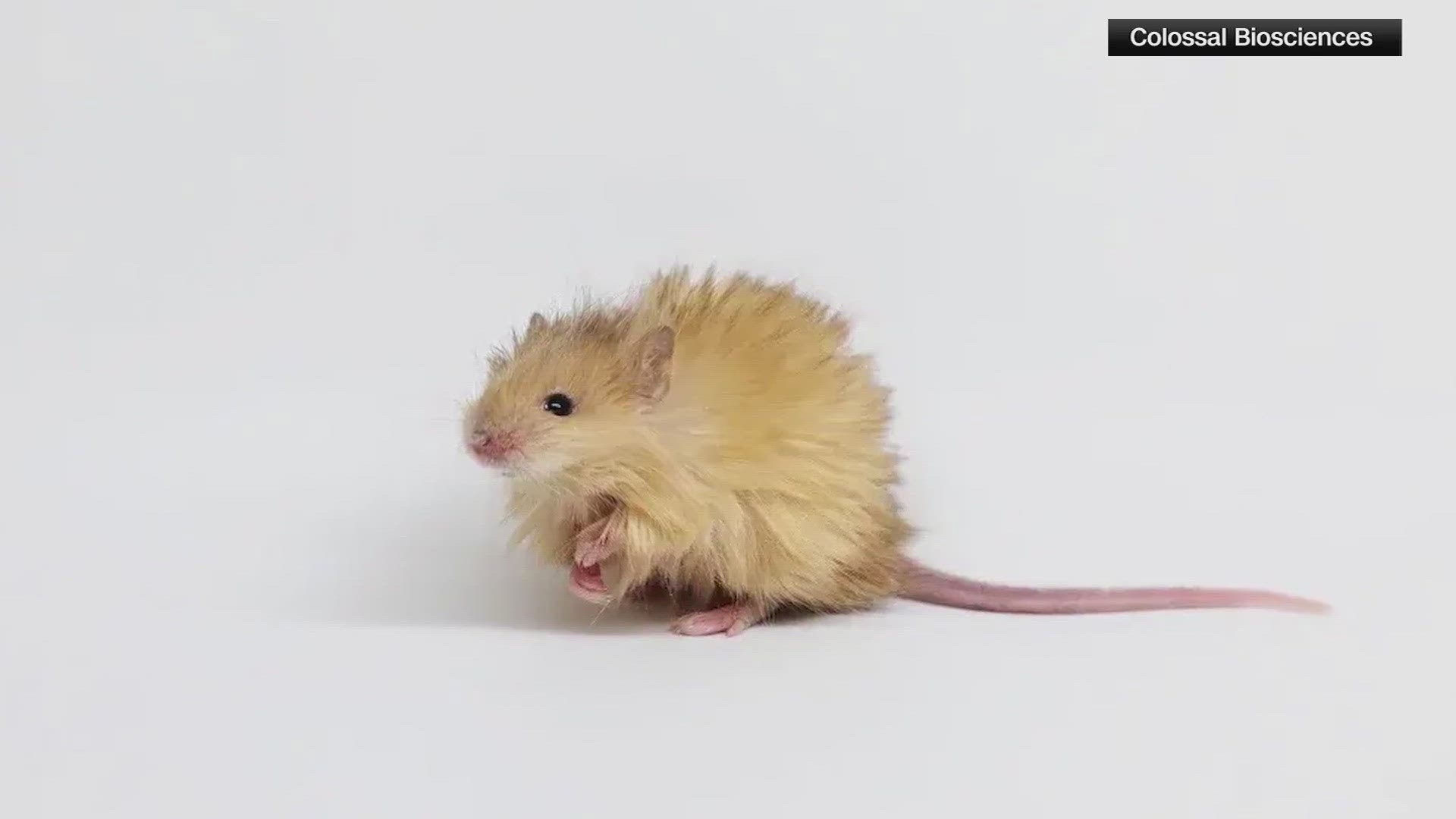 "Wooly mouse" shares genetic traits with wooly mammoth