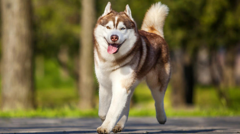 Why Siberian Huskies Can Be Some Of The Toughest Dogs To Train