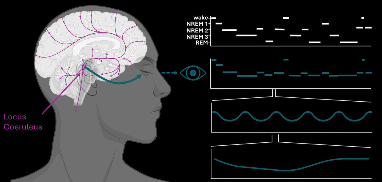 The pupil as a window to the sleeping brain: A look under the eyelids ...