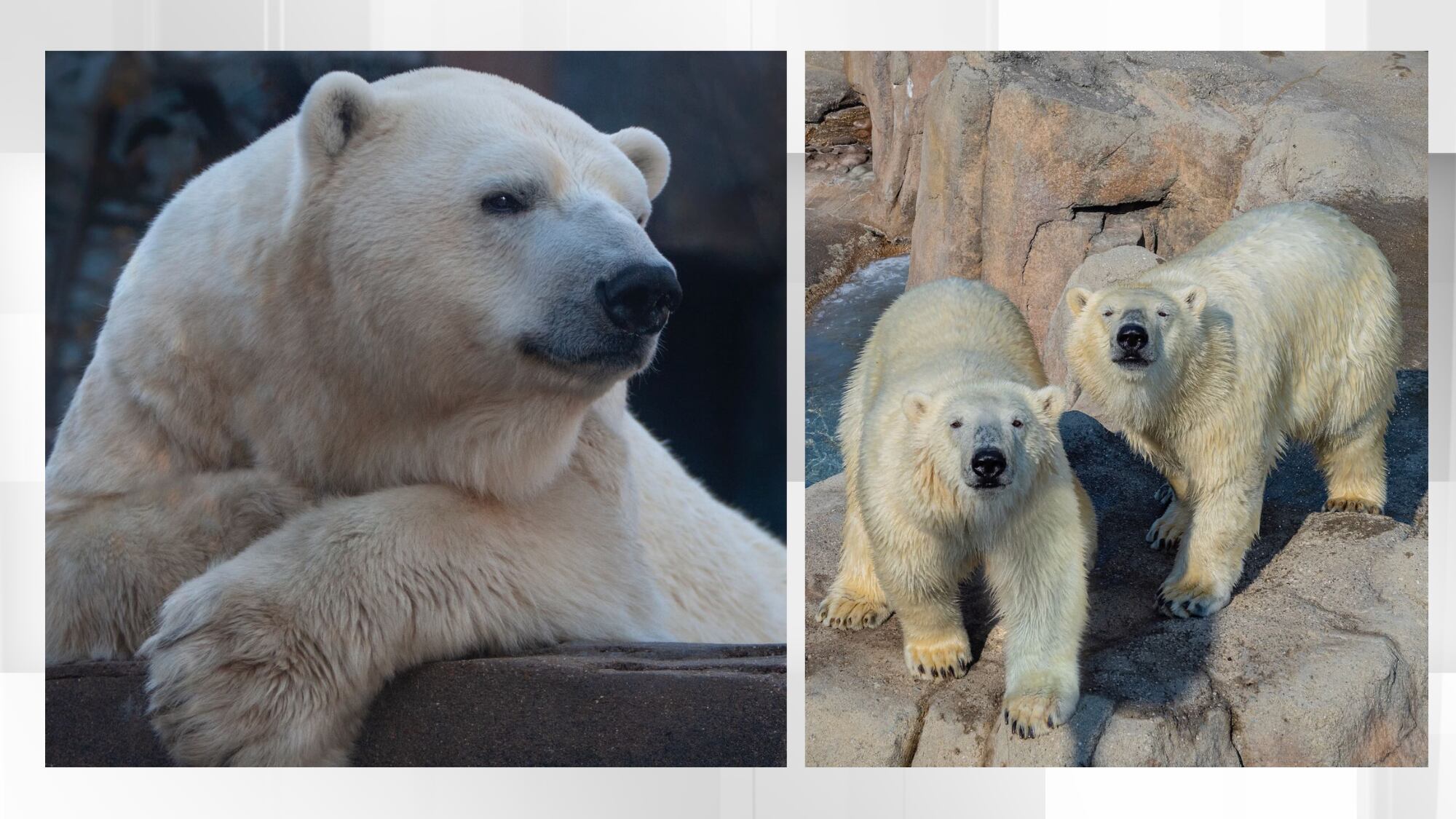 Saint Louis Zoo bids farewell to resident polar bear, welcomes polar ...