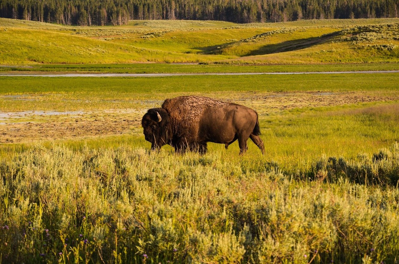 After 120 years of conservation efforts, Yellowstone bison are a single ...